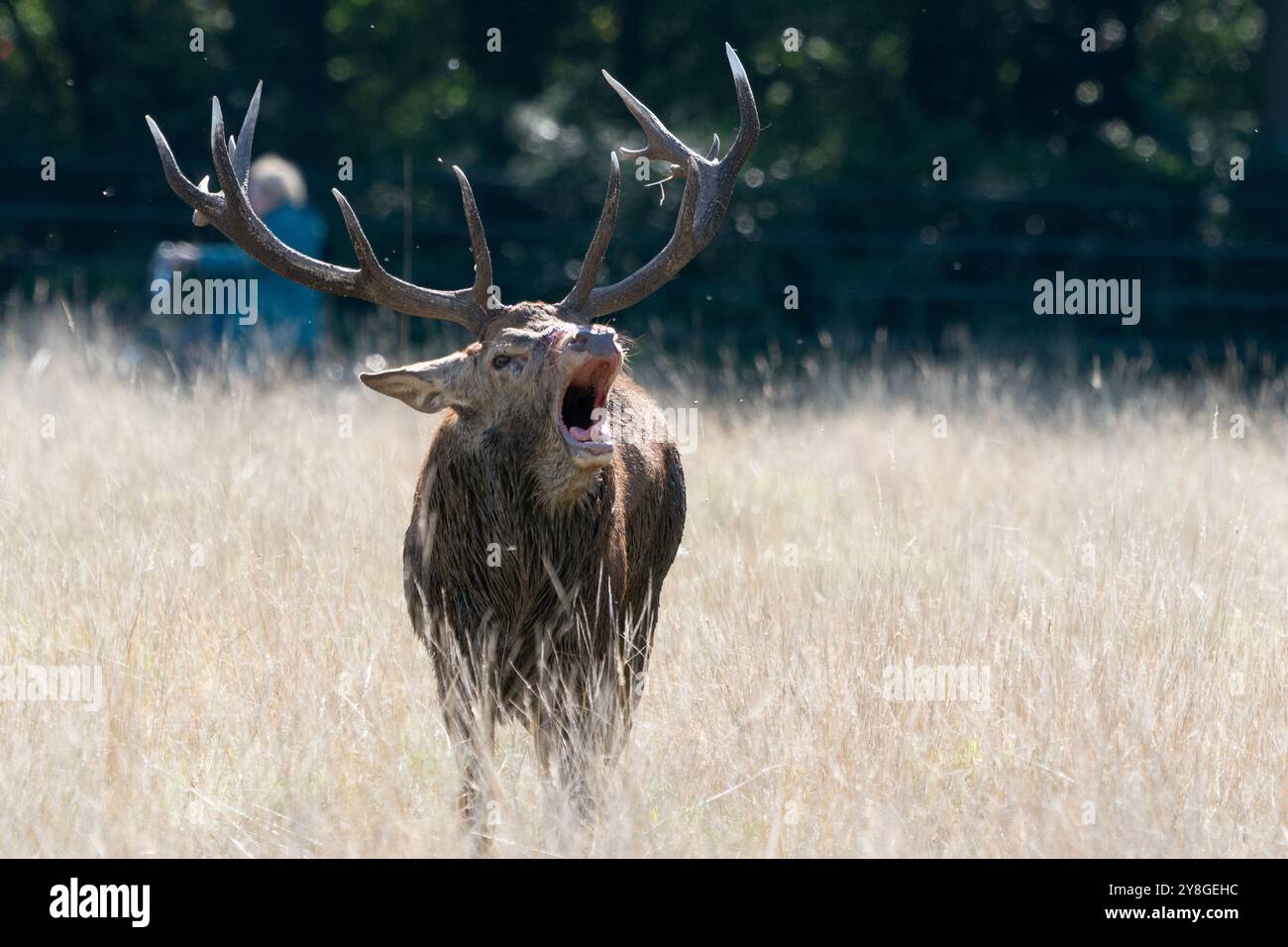 red deer stag mating season Stock Photo - Alamy