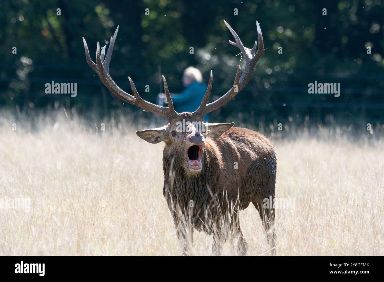 red deer stag mating season Stock Photo - Alamy