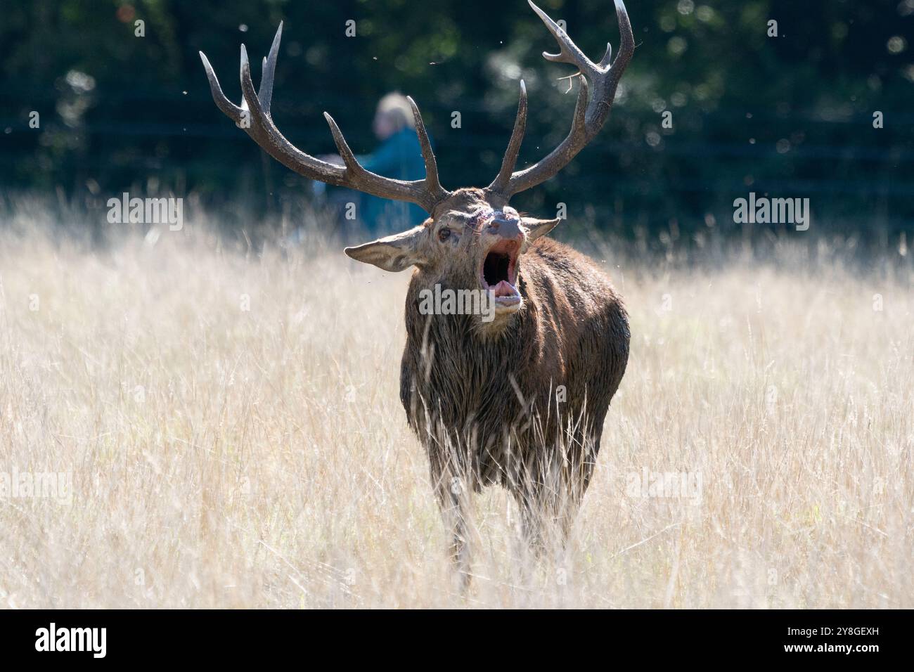 red deer stag mating season Stock Photo - Alamy