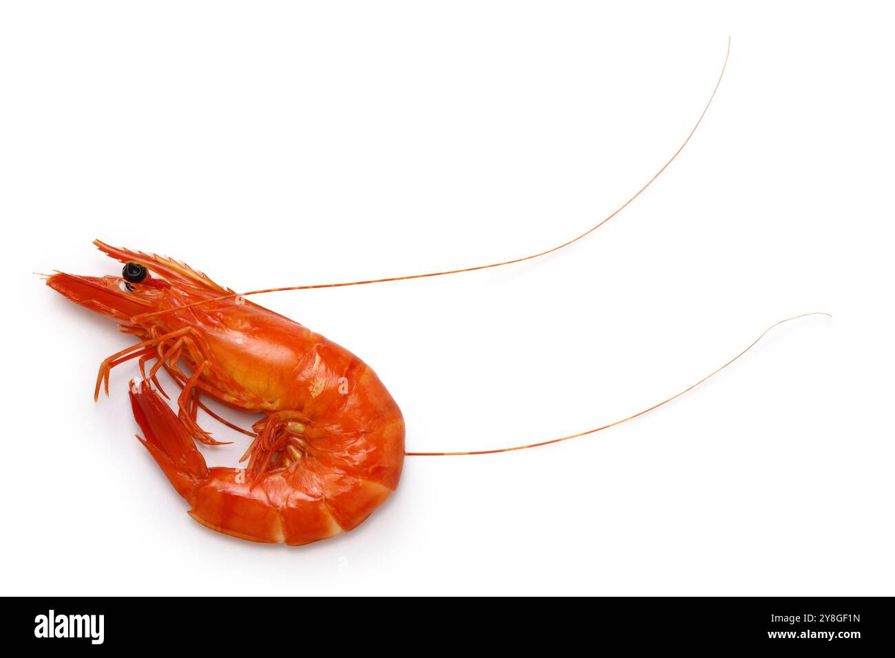 boiled wild giant tiger prawn isolated on white background Stock Photo ...