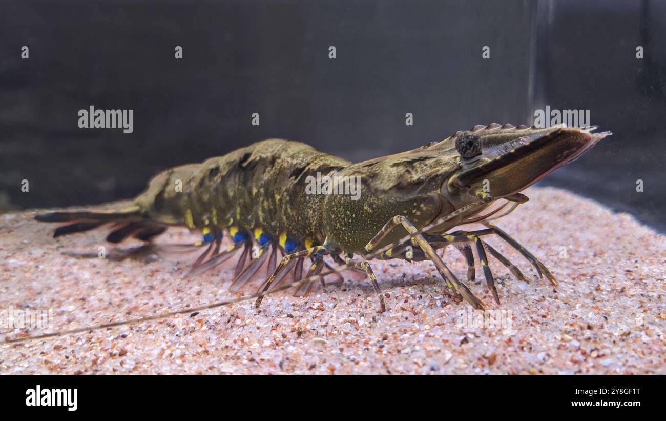 Live wild giant tiger prawn in an aquarium Stock Photo - Alamy