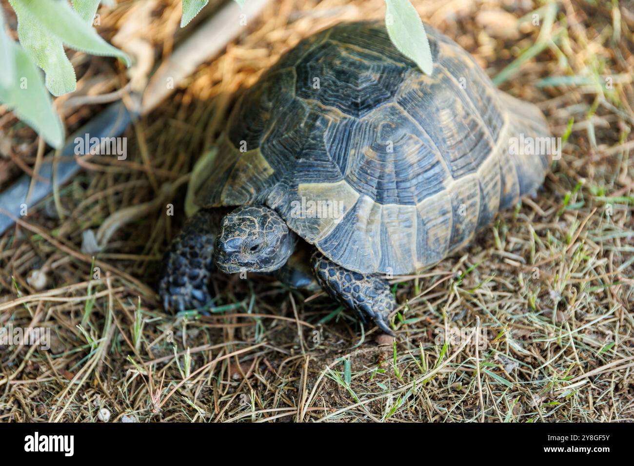 Clown turtle odocnemis unifilis, Clown turtle closeup, zoo concept ...
