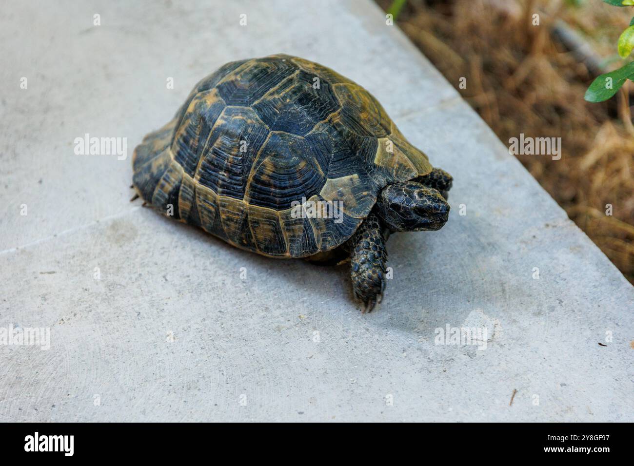 Clown turtle odocnemis unifilis, Clown turtle closeup, zoo concept ...