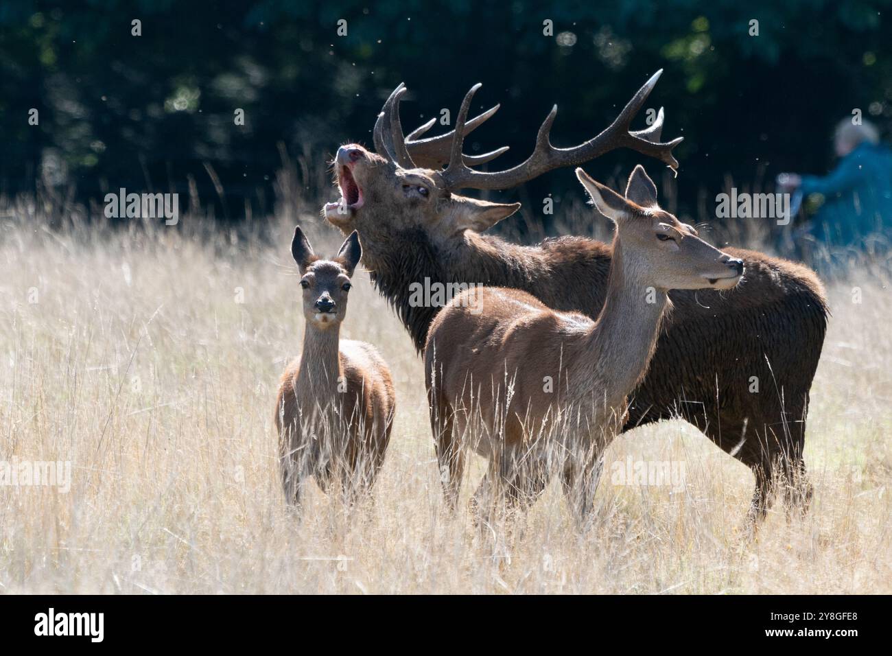 red deer stag mating season Stock Photo - Alamy