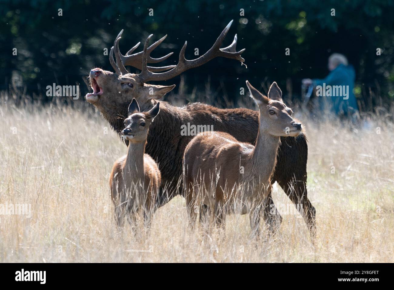 red deer stag mating season Stock Photo - Alamy