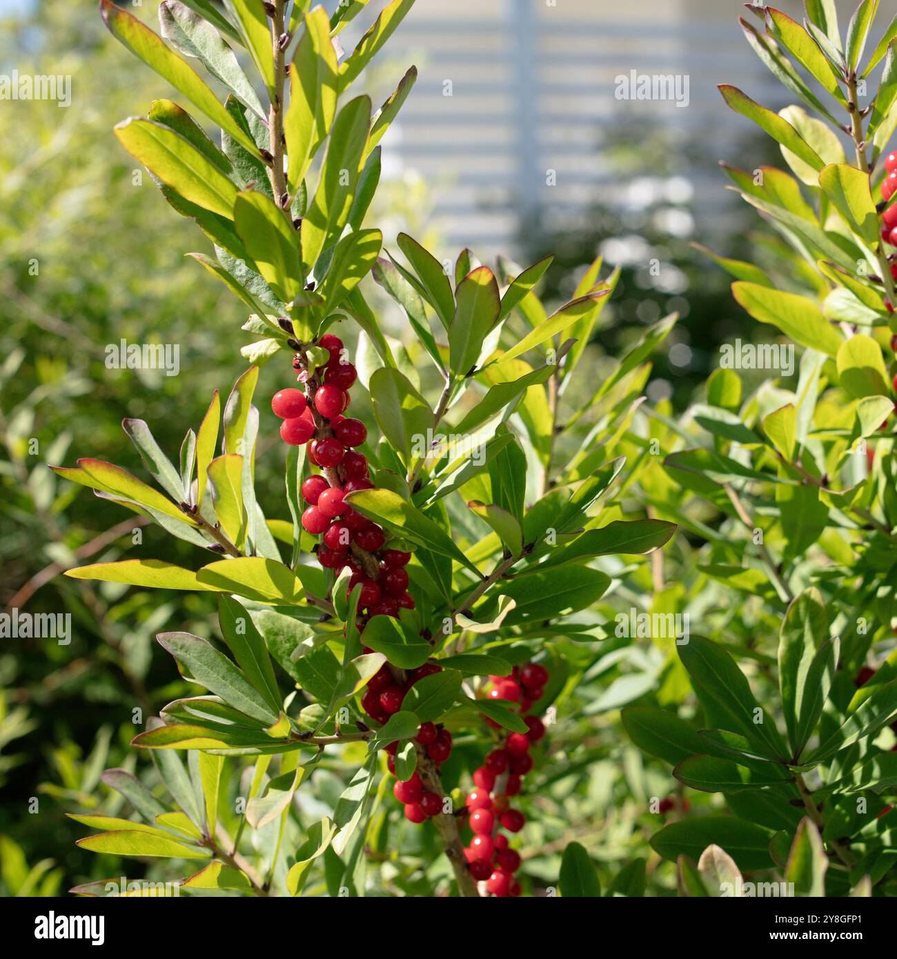 Red fruits of Daphne mezereum, commonly known as February daphne in a ...