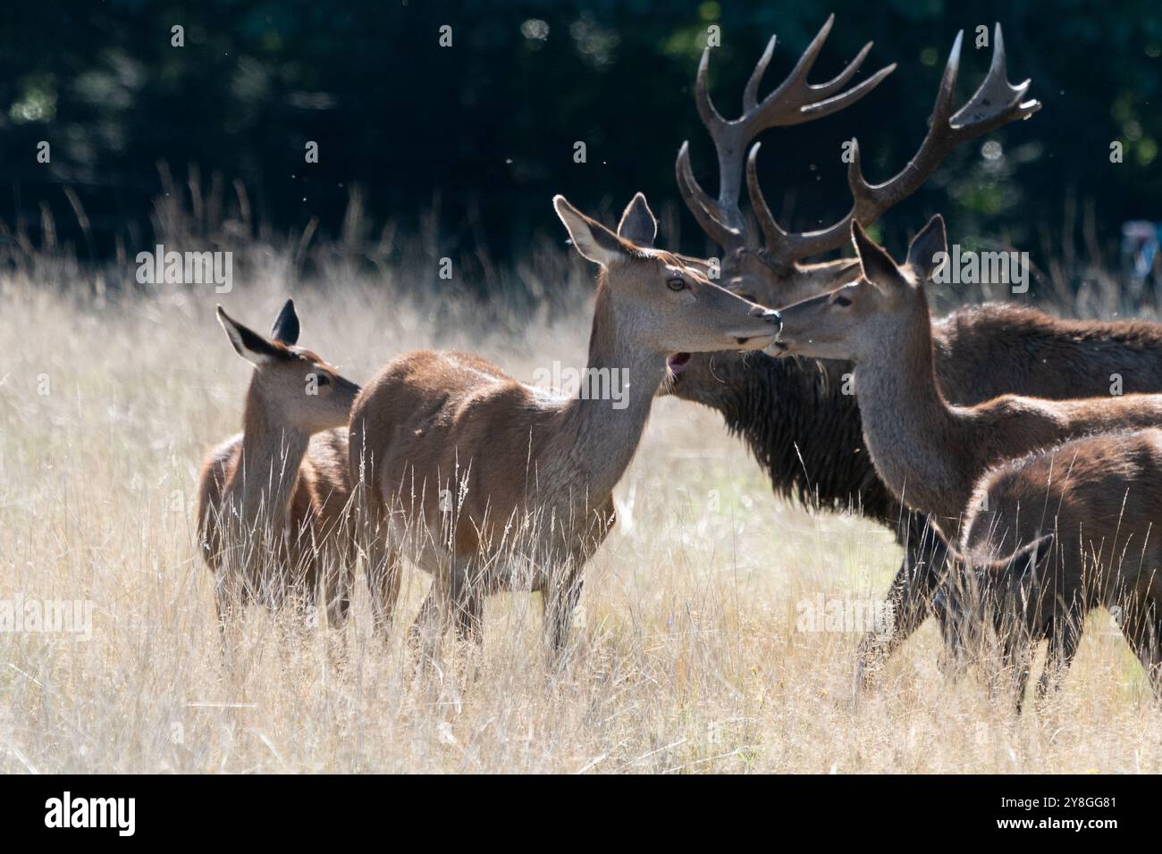 red deer stag mating season Stock Photo - Alamy
