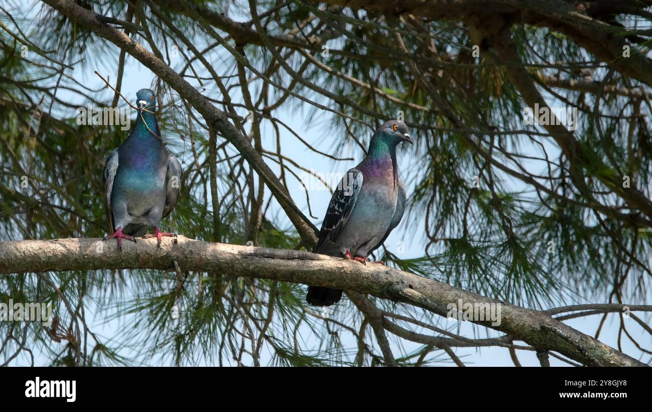 A feral pigeons couple (Columba livia domestica) on a branch, the male ...