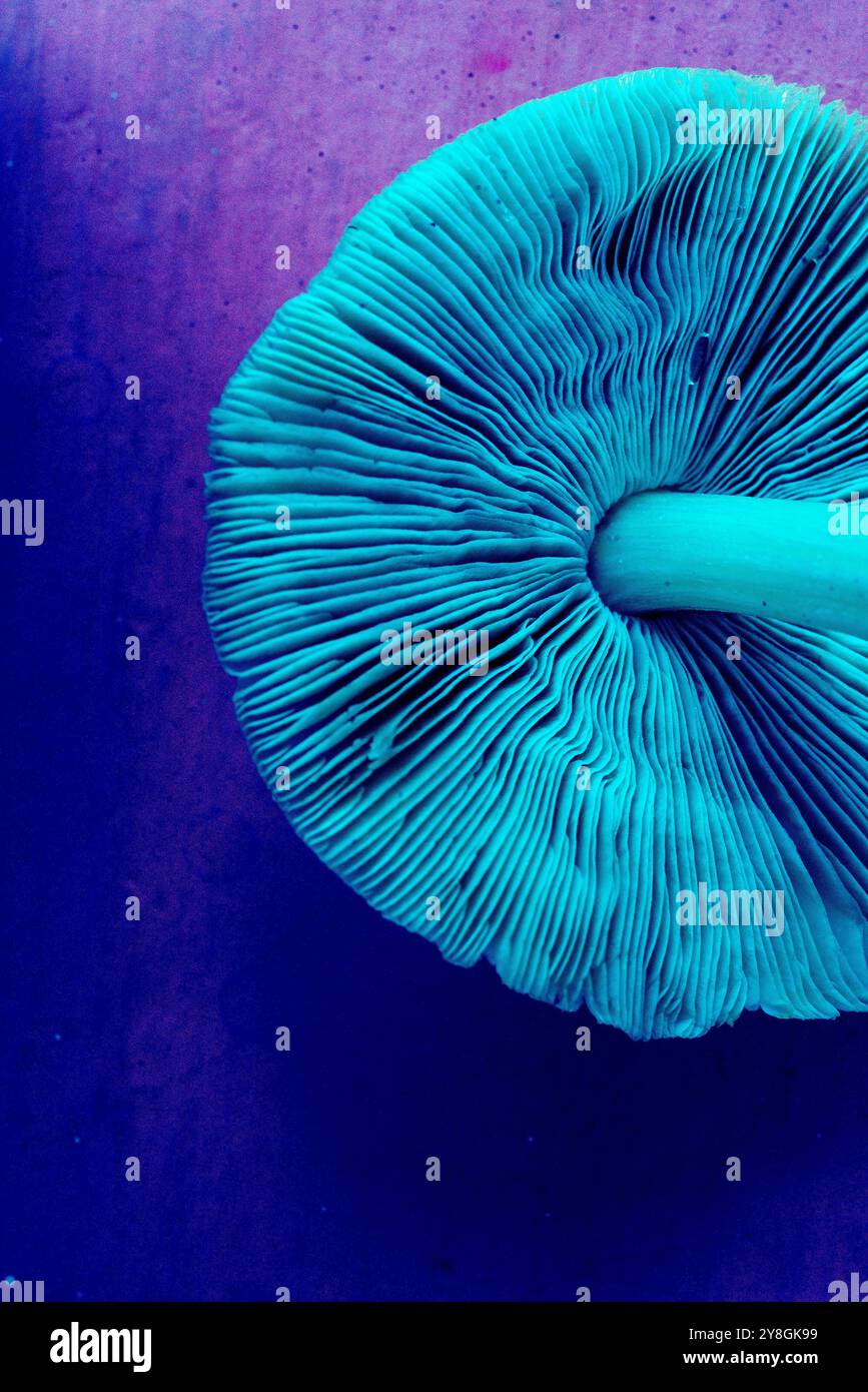 Mushroom detail and texture Stock Photo - Alamy