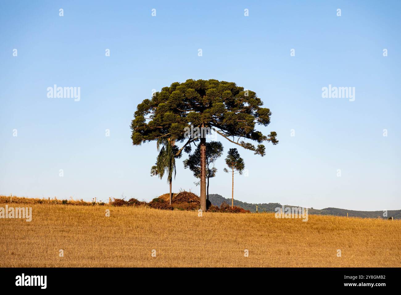 Typical Paraná pine (araucaria angustifolia) grows in cold regions of ...