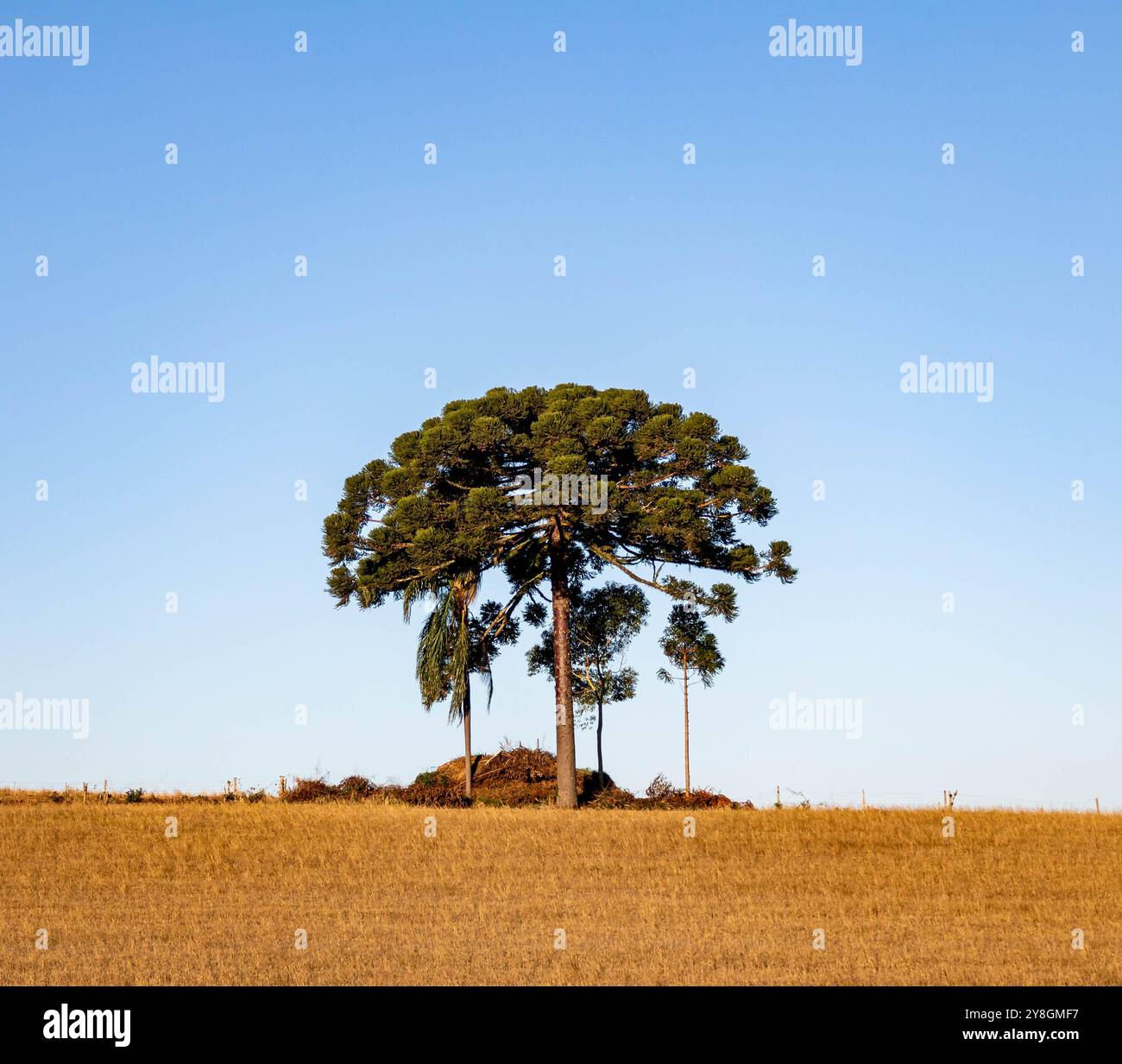 Typical Paraná pine (araucaria angustifolia) grows in cold regions of ...