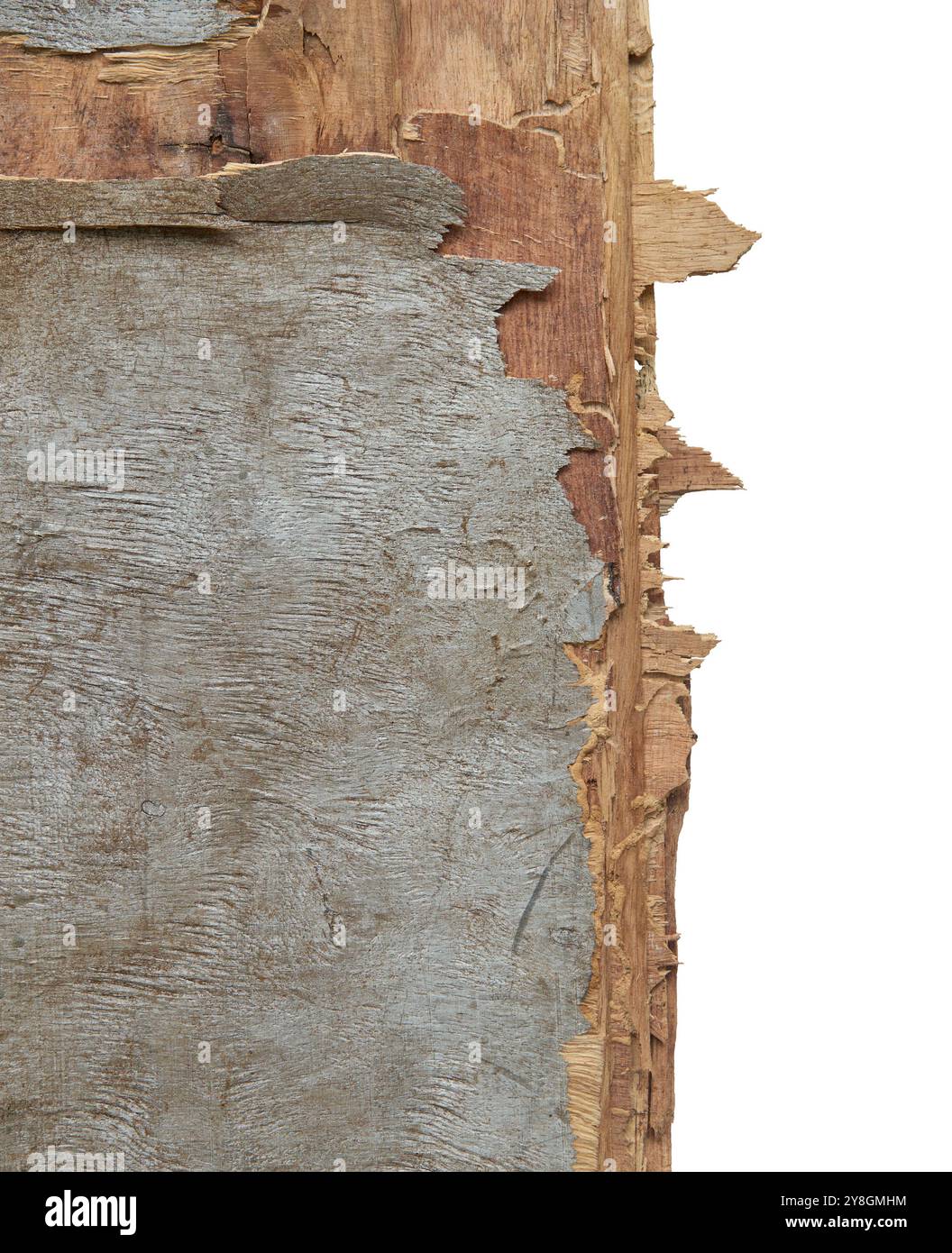 broken frayed edges of old damaged plywood board on white background ...
