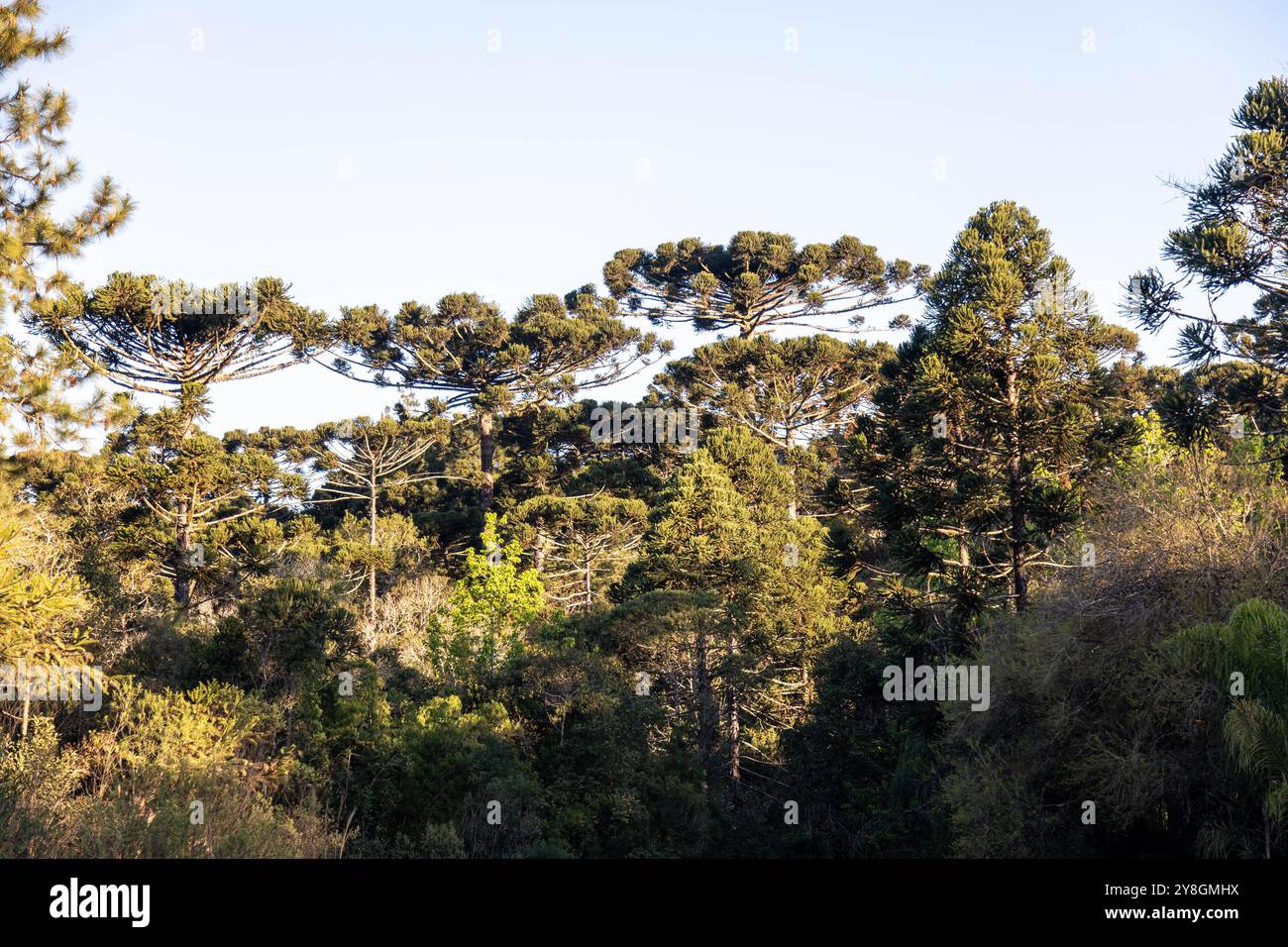 Typical Paraná pine (araucaria angustifolia) grows in cold regions of ...