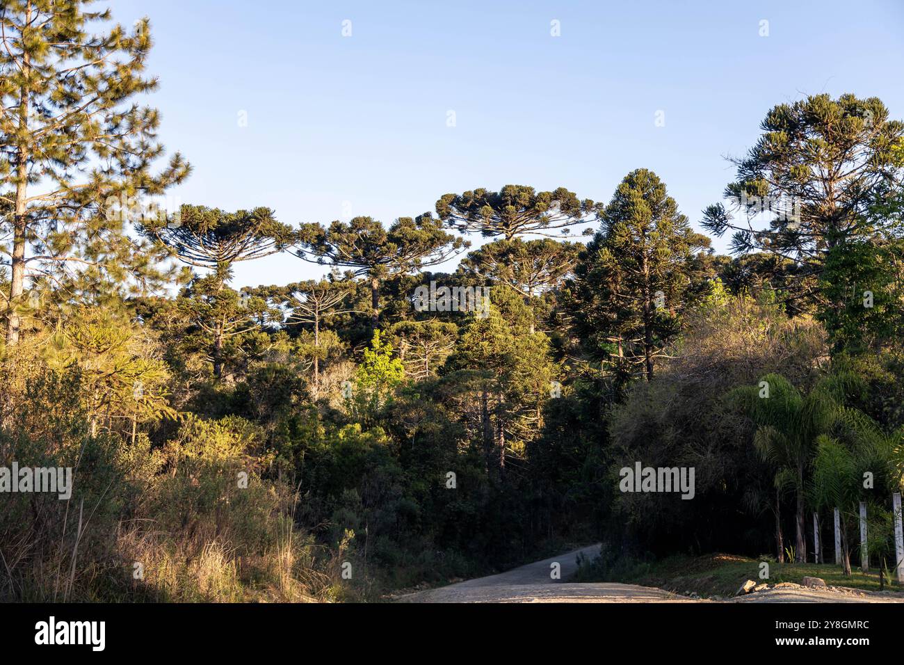 Typical Paraná pine (araucaria angustifolia) grows in cold regions of ...