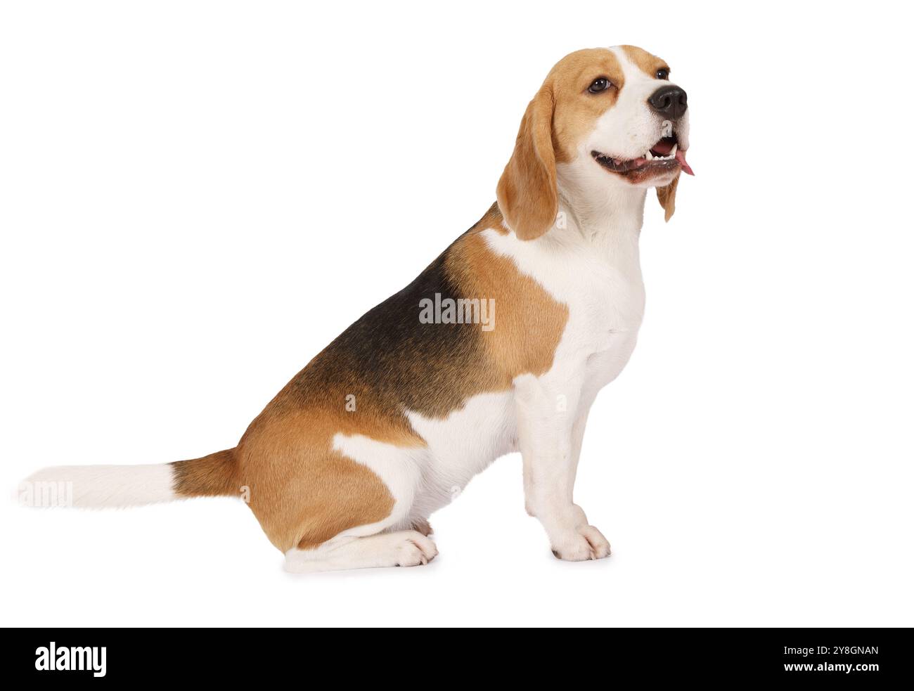 Purebred Beagle dog isolated on white background Stock Photo - Alamy