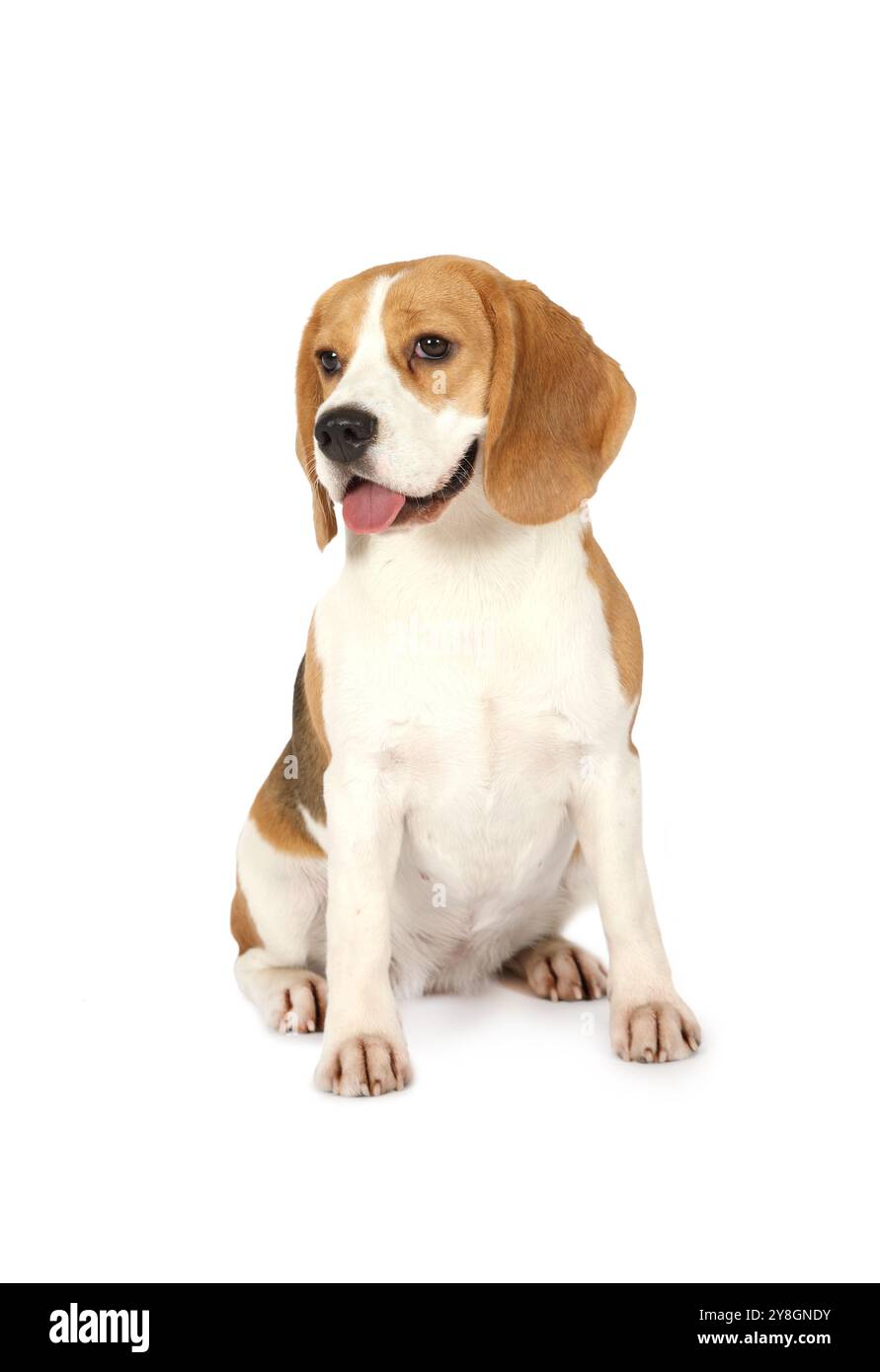 Purebred Beagle sitting dog isolated on white background Stock Photo ...