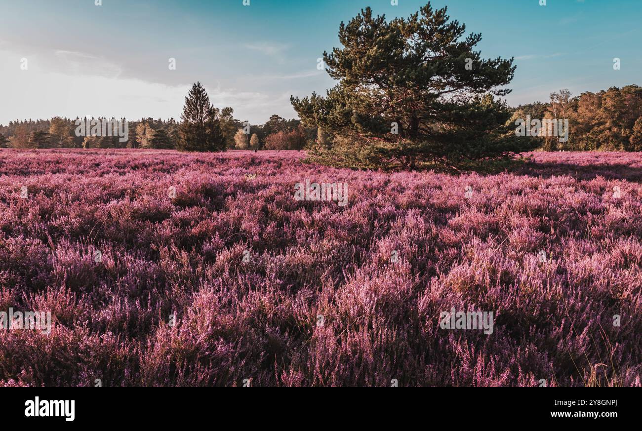 Natural attractions in Germany heather blossom beautiful pink blooming ...
