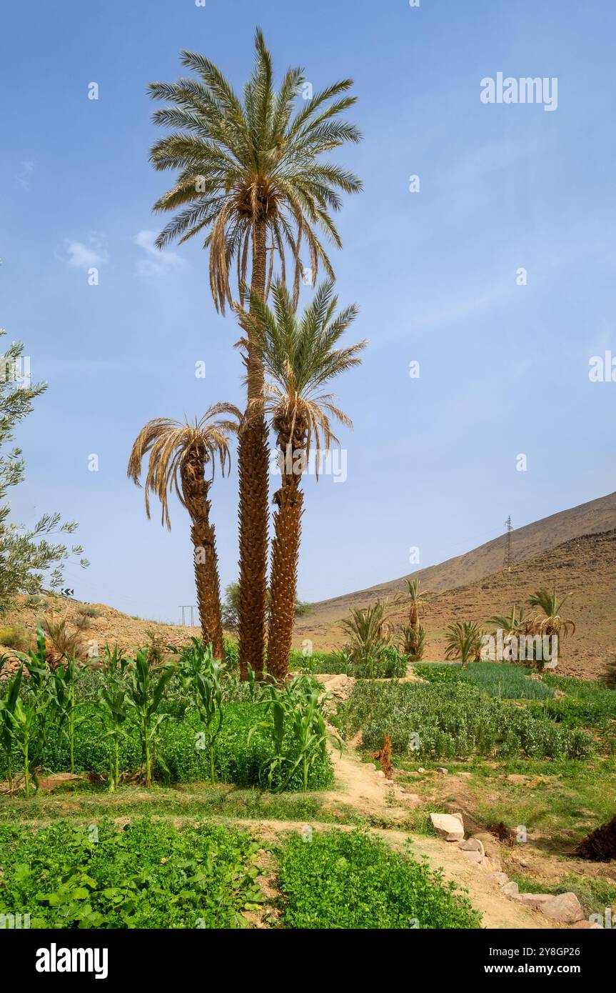 Agriculture fields below the Atlas Mountains in the Drá Valley, Morocco ...