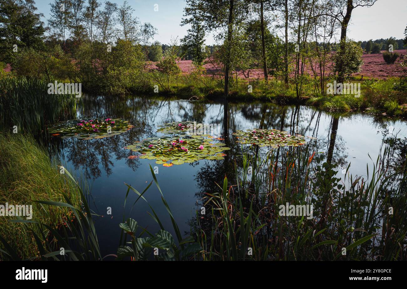 Natural attractions in Germany Fairy ponds in the Buesenbachtal in ...