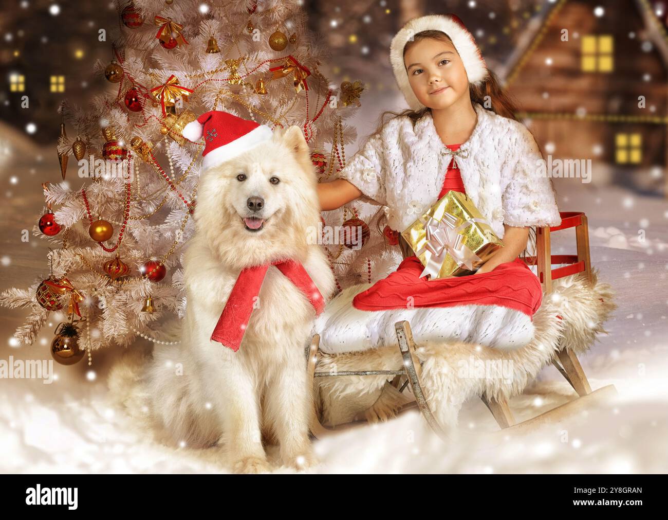 Christmas picture of a girl sitting on a sledge with the Samoyed dog at ...