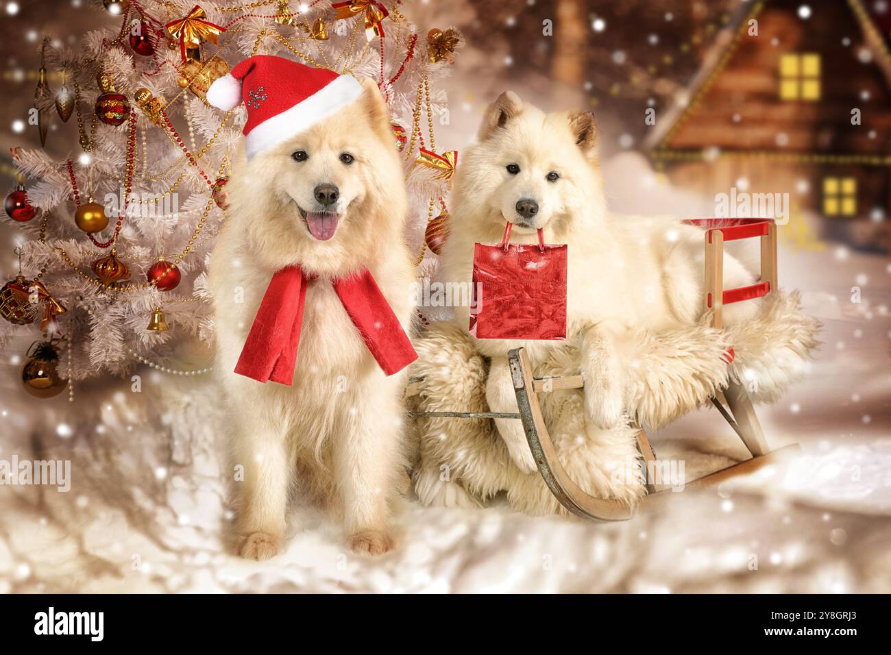 Beautiful fluffy two samoyed hi-res stock photography and images - Alamy