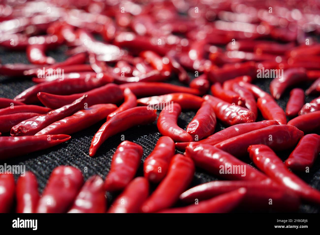 Drying red peppers under the autumn sun Stock Photo - Alamy