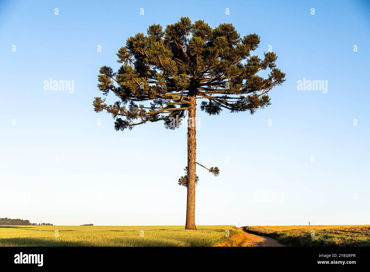 Typical Paraná pine (araucaria angustifolia) grows in cold regions of ...
