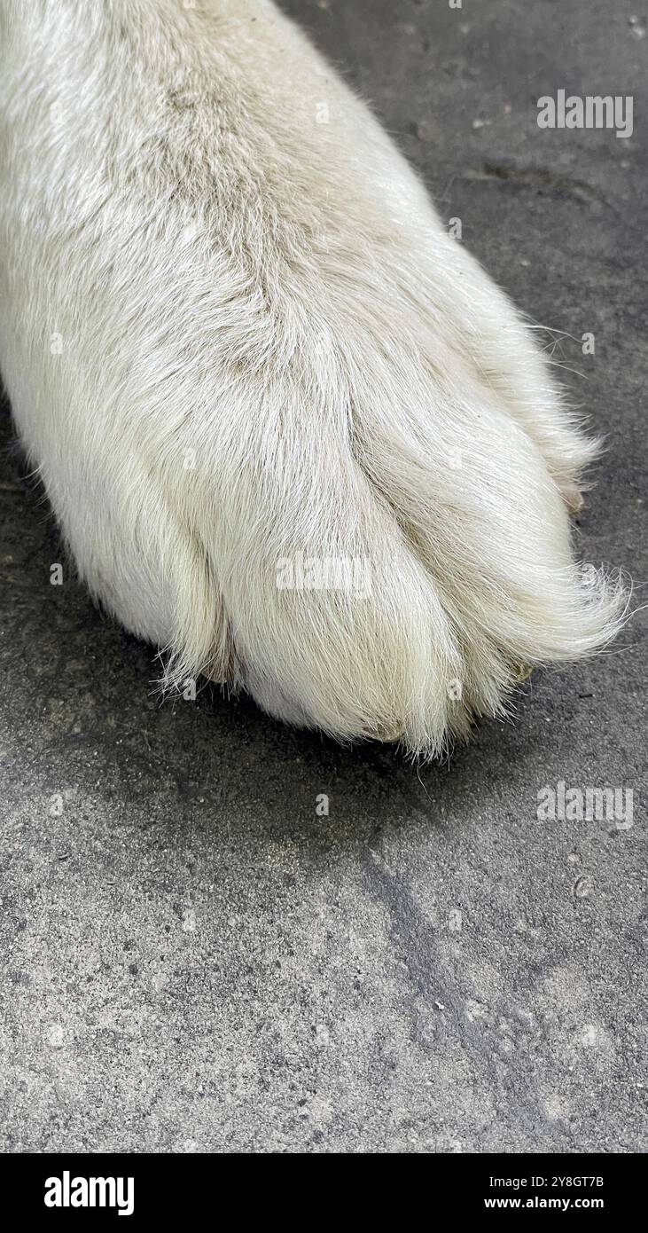 A close-up of an Alabai dog's paw on a textured surface, showing soft ...