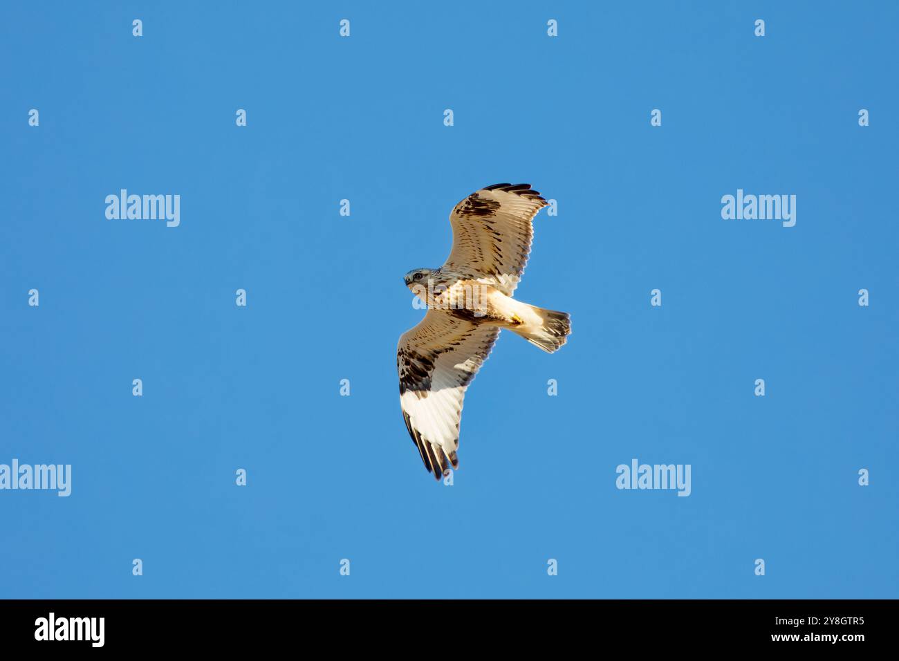 The rough-legged buzzard (Buteo lagopus), also called the rough-legged ...