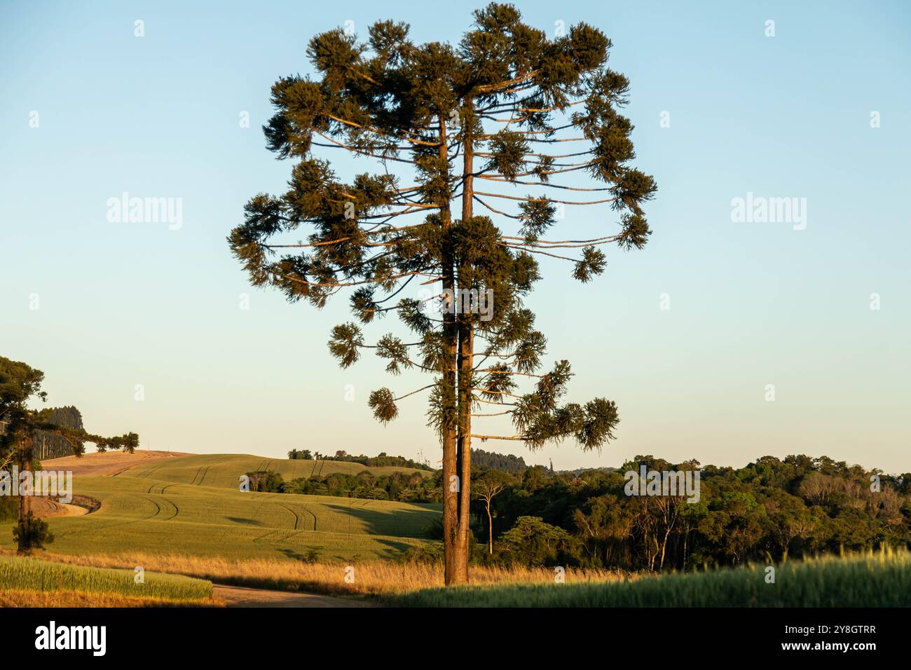 Typical Paraná pine (araucaria angustifolia) grows in cold regions of ...