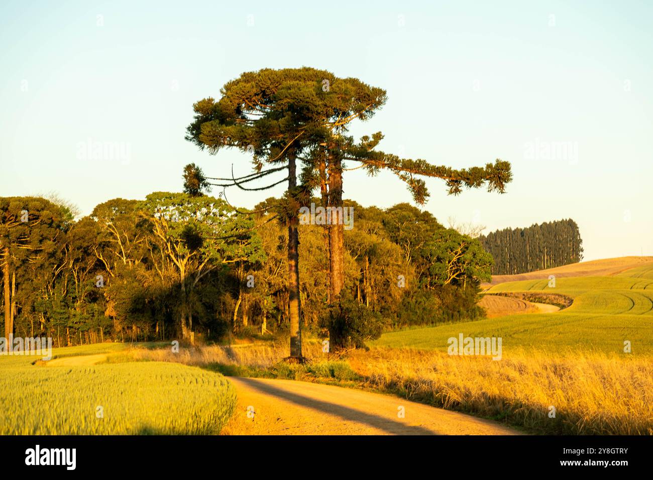 Typical Paraná pine (araucaria angustifolia) grows in cold regions of ...