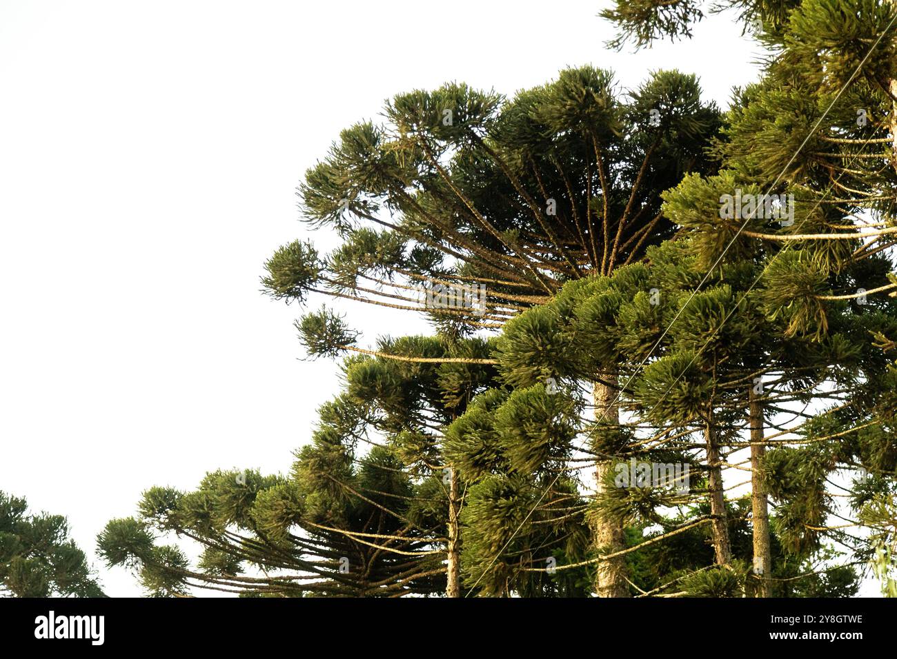 Typical Paraná pine (araucaria angustifolia) grows in cold regions of ...