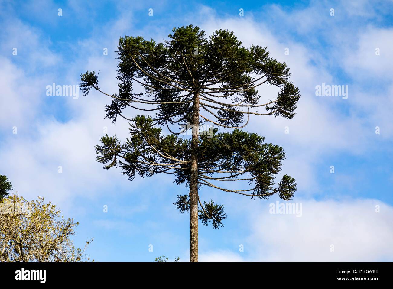 Typical Paraná pine (araucaria angustifolia) grows in cold regions of ...