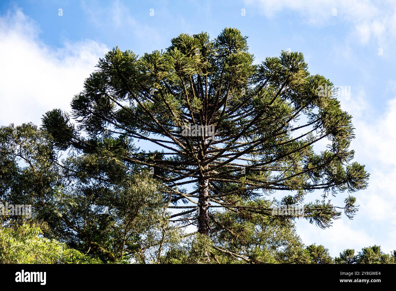 Typical Paraná pine (araucaria angustifolia) grows in cold regions of ...