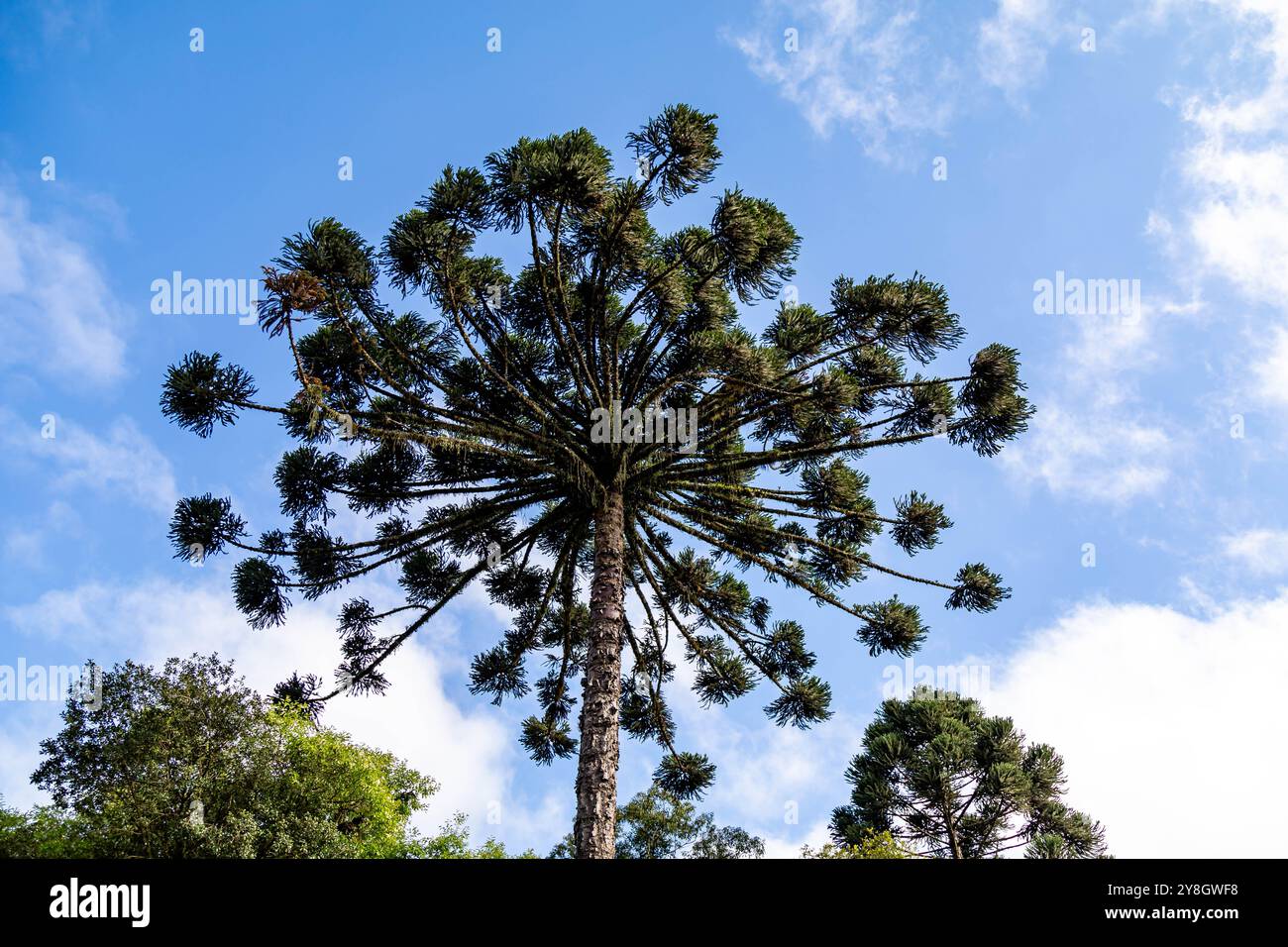 Brazilian pine tree hi-res stock photography and images - Alamy