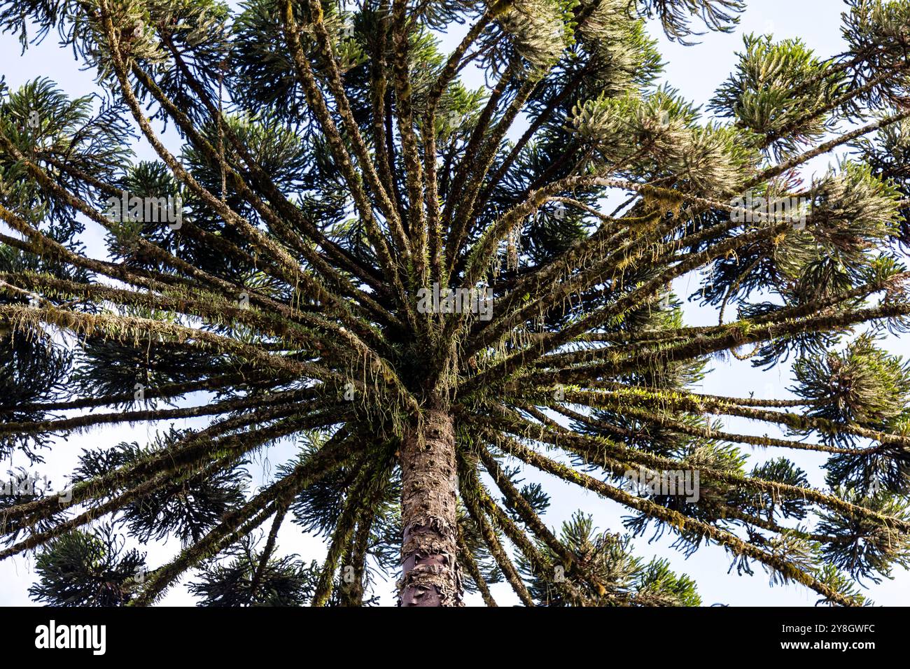 Typical Paraná pine (araucaria angustifolia) grows in cold regions of ...