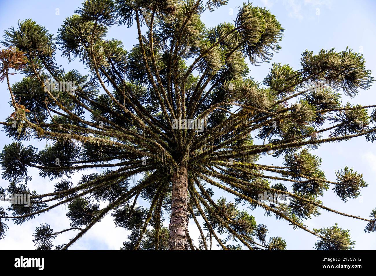 Typical Paraná pine (araucaria angustifolia) grows in cold regions of ...
