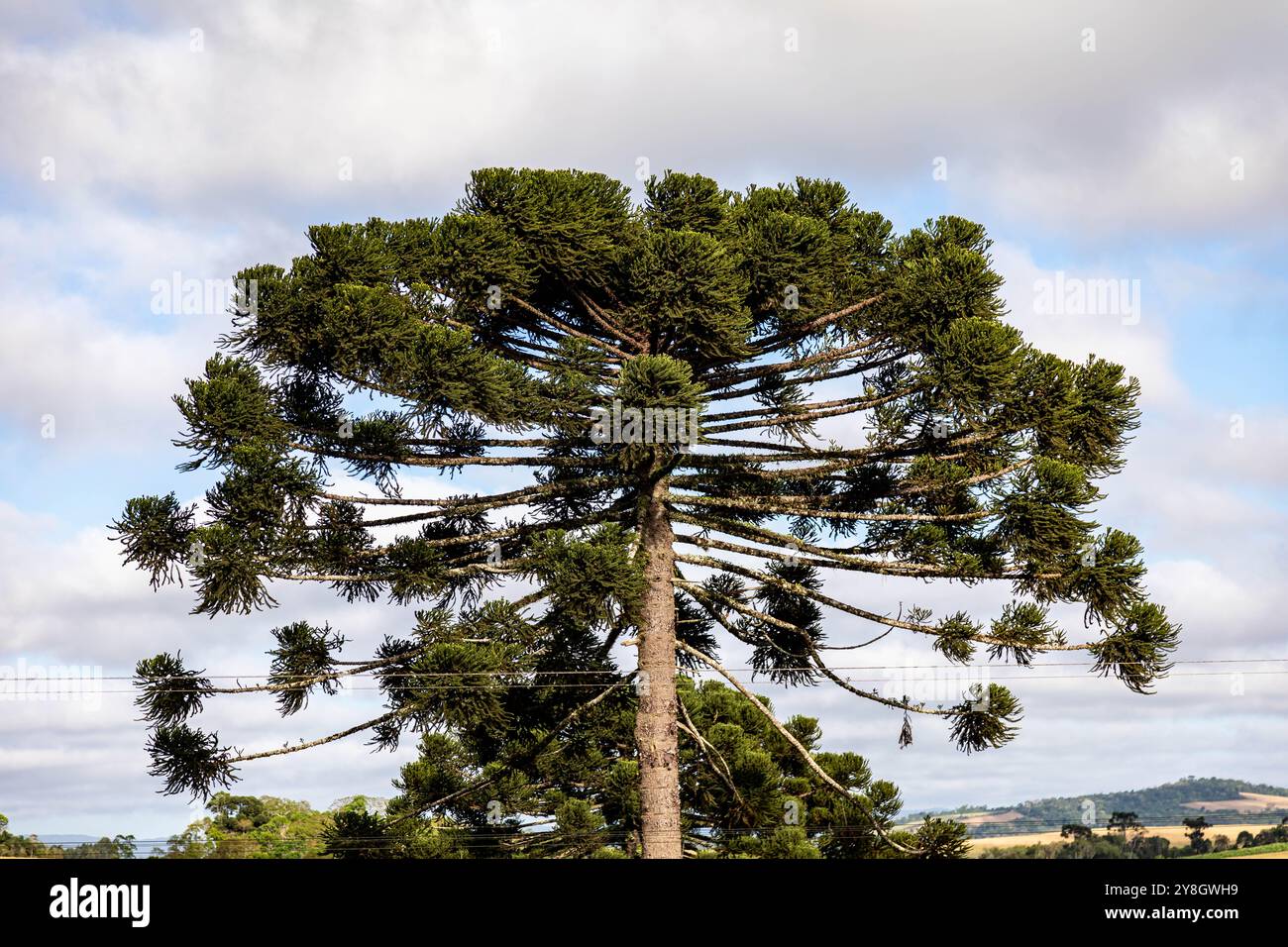 Typical Paraná pine (araucaria angustifolia) grows in cold regions of ...