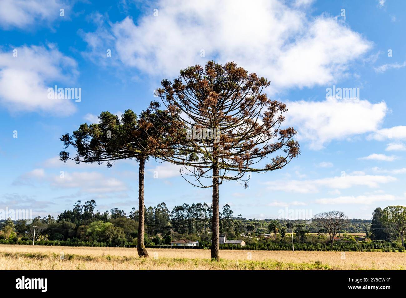 Typical Paraná pine (araucaria angustifolia) grows in cold regions of ...