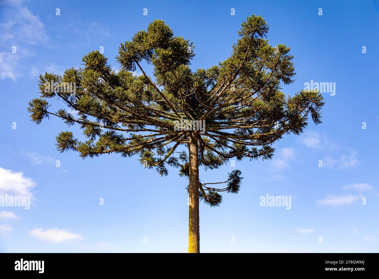 Brazilian pine tree hi-res stock photography and images - Alamy