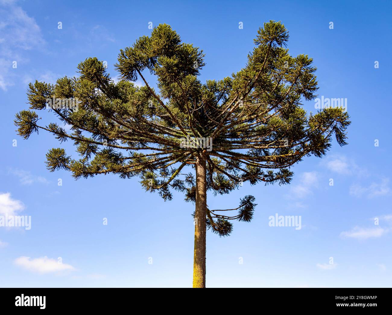 Typical Paraná pine (araucaria angustifolia) grows in cold regions of ...