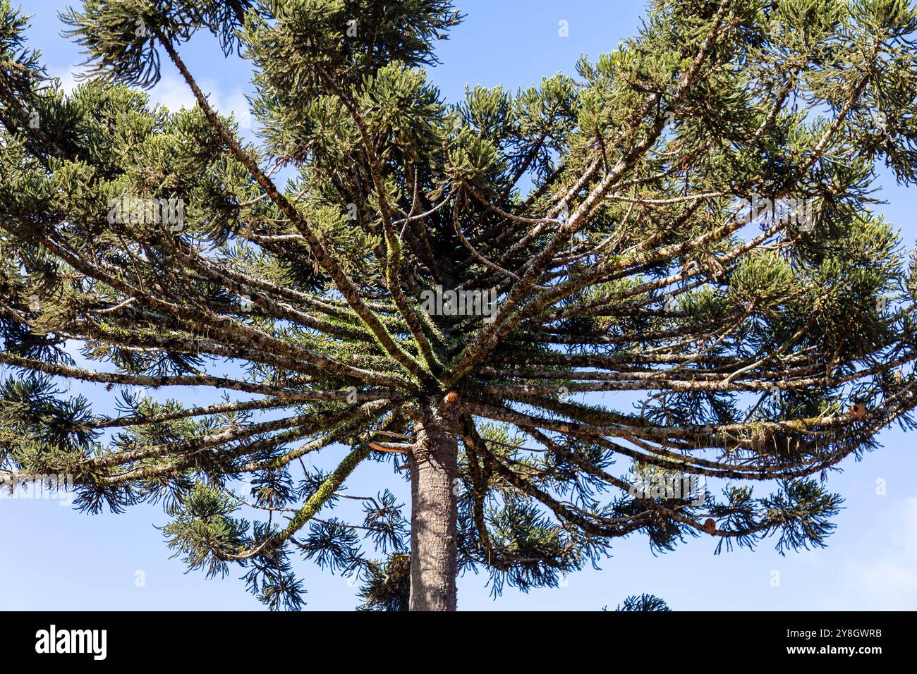 Typical Paraná pine (araucaria angustifolia) grows in cold regions of ...