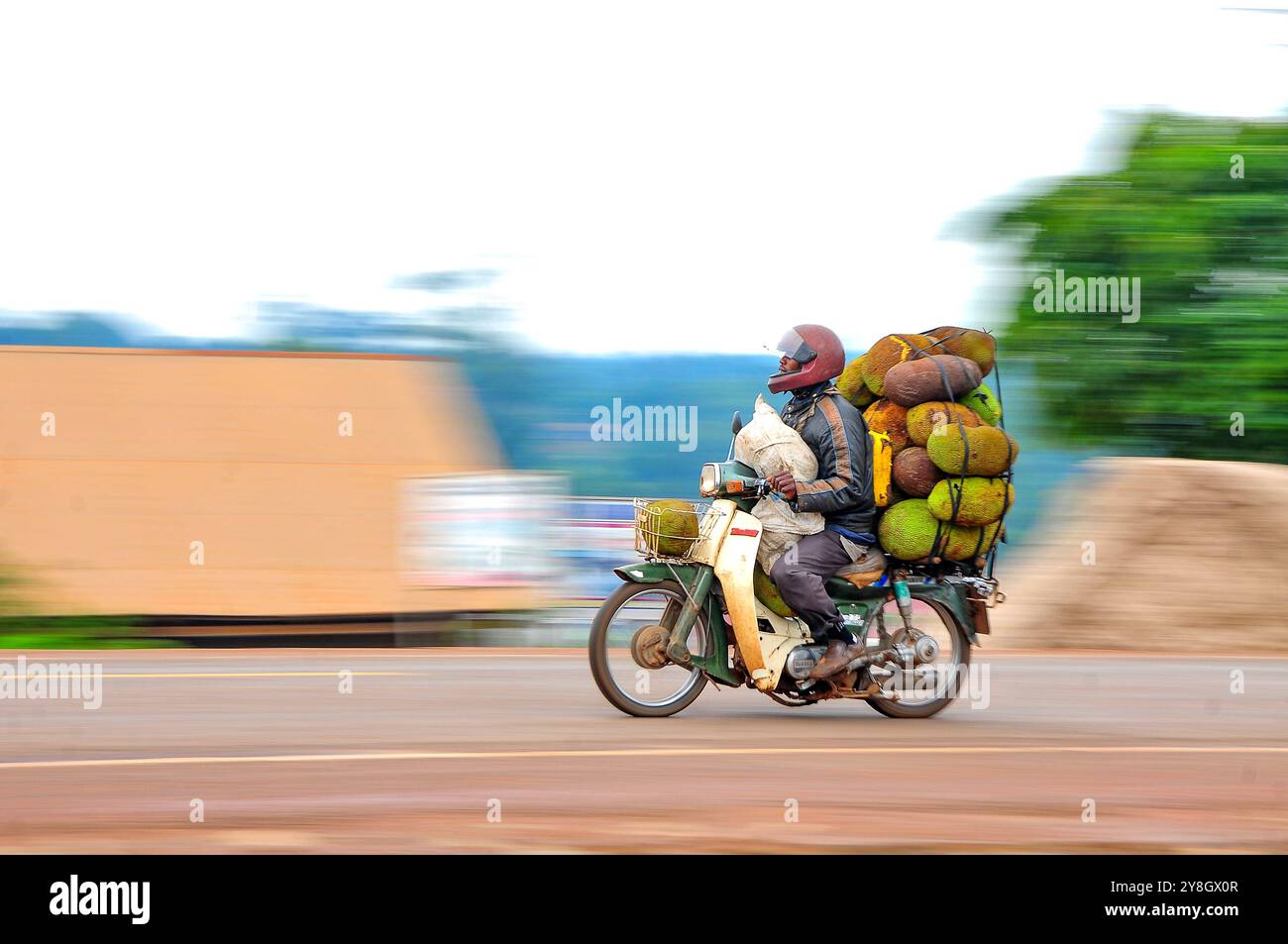 A motorcycle taxi ( Boda boda) operator transports jackfruits in ...