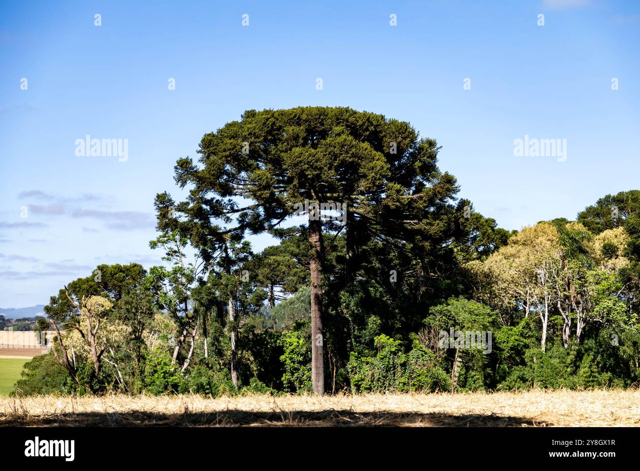 Typical Paraná pine (araucaria angustifolia) grows in cold regions of ...