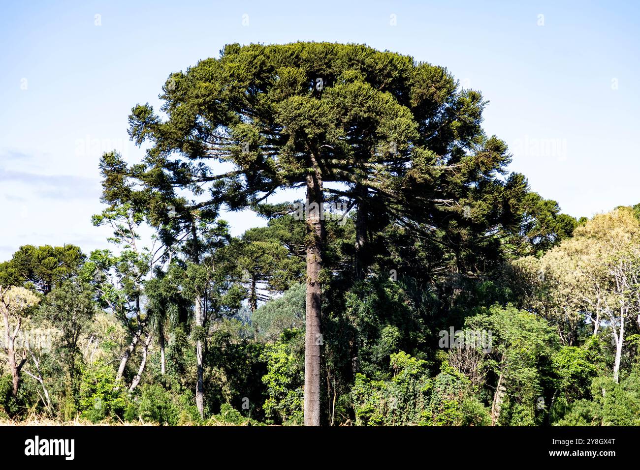Typical Paraná pine (araucaria angustifolia) grows in cold regions of ...