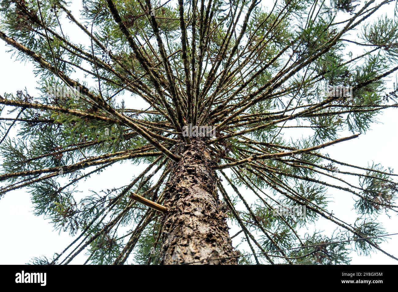 Typical Paraná pine (araucaria angustifolia) grows in cold regions of ...