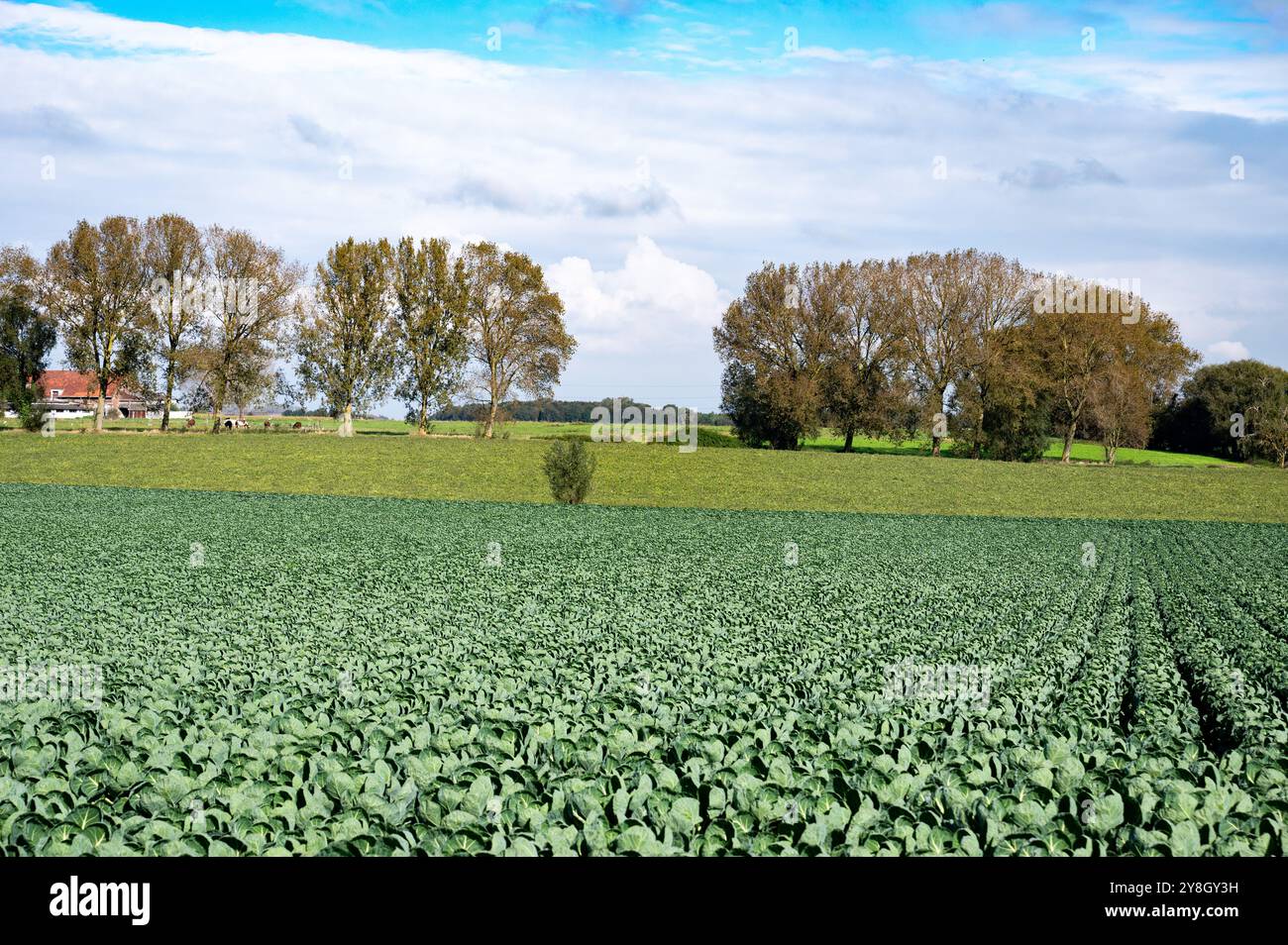 Brussels Sprouts field at a Flemish agriculture field in Zellik, Asse ...