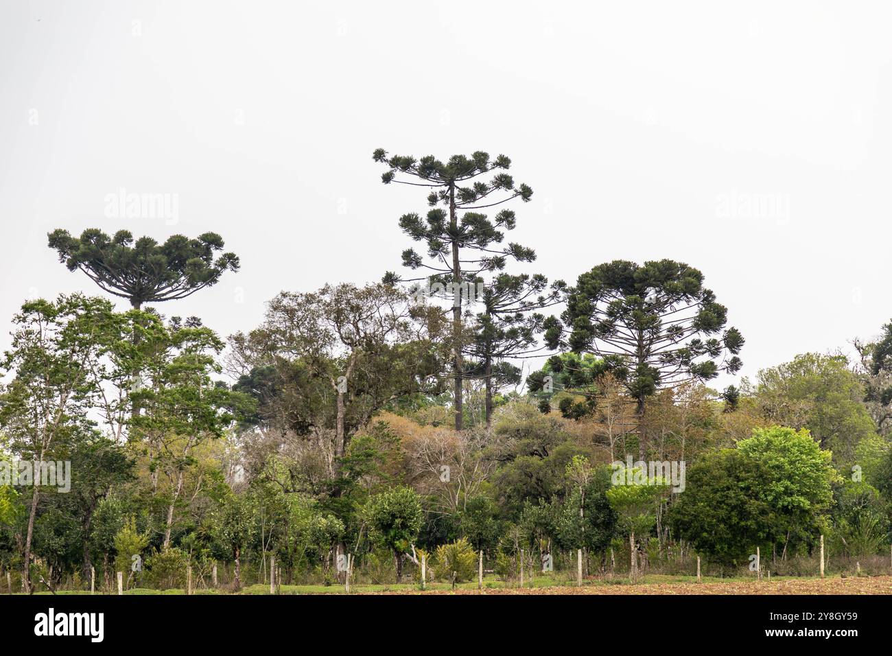 Typical Paraná pine (araucaria angustifolia) grows in cold regions of ...