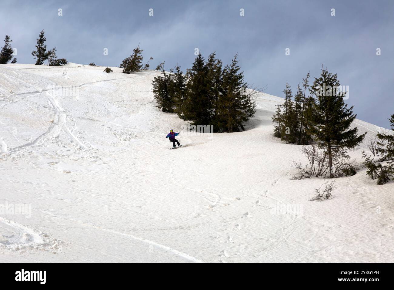 A lone snowboarder carves a path through pristine powder, leaving a ...