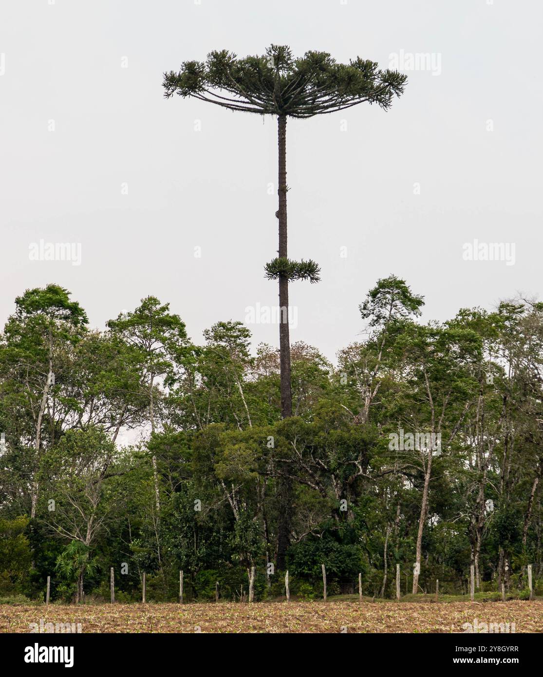 Typical Paraná pine (araucaria angustifolia) grows in cold regions of ...